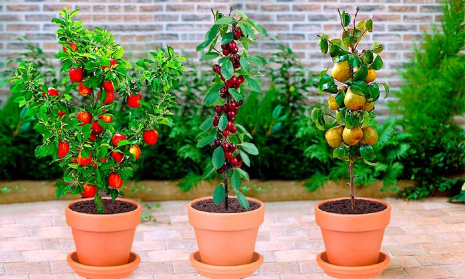 Comment bien choisir ses arbres fruitiers